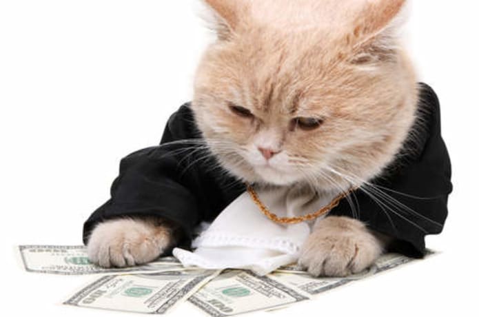 The Cat Club Rescue Center | Indiegogo