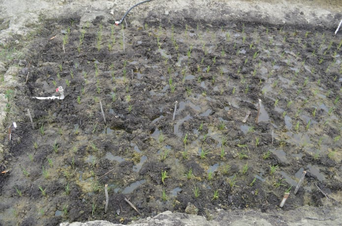 Maine Rice Project | Indiegogo