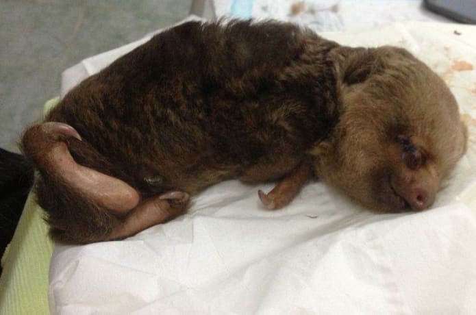 Sloth Deformities - a genetic study | Indiegogo