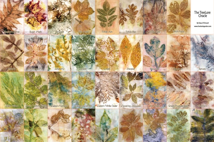 TreeLore Oracle Deck and Book by Dana O'Driscoll | Indiegogo