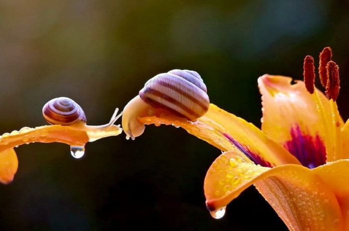 A Magical World Of Insects Photography Book | Indiegogo