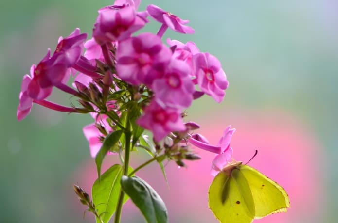 A Magical World Of Insects Photography Book | Indiegogo