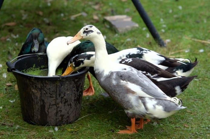 DuckPonics for Organic Vegtables and Fruit | Indiegogo
