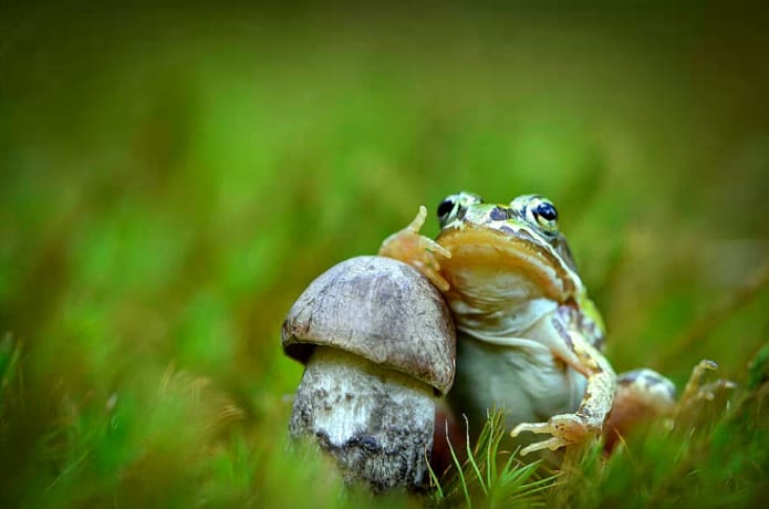 A Magical World Of Insects Photography Book | Indiegogo