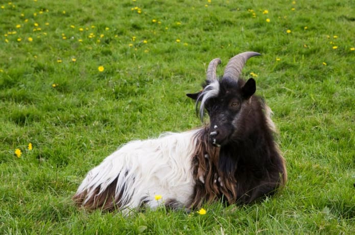 Save the Icelandic Goat From Extinction | Indiegogo