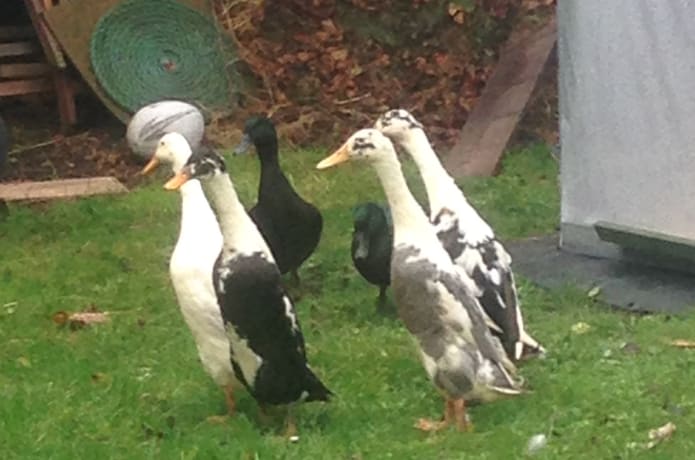 DuckPonics for Organic Vegtables and Fruit | Indiegogo