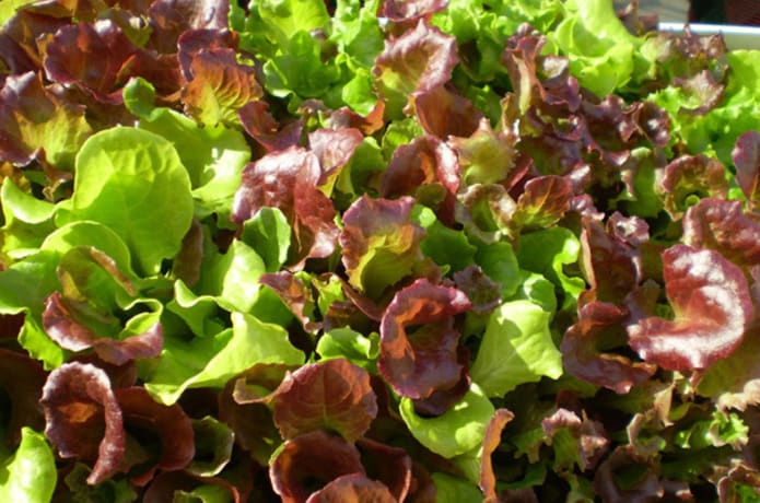 Turning Old Factories into High Tech Lettuce Farms | Indiegogo