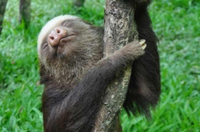 Save Our Sloths | Indiegogo