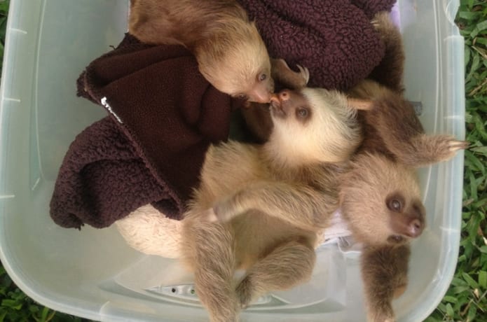 Save Our Sloths | Indiegogo