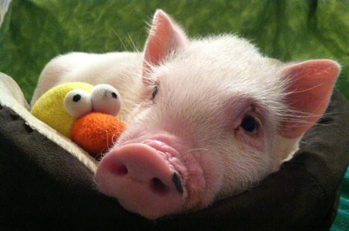 Chris P Bacon Saves Christmas | Indiegogo