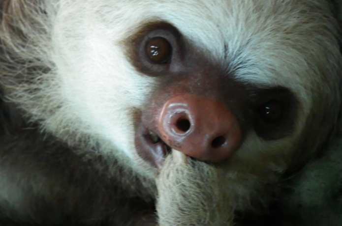 Save Our Sloths | Indiegogo