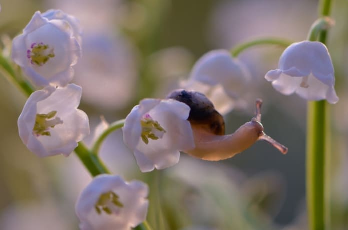 A Magical World Of Insects Photography Book | Indiegogo