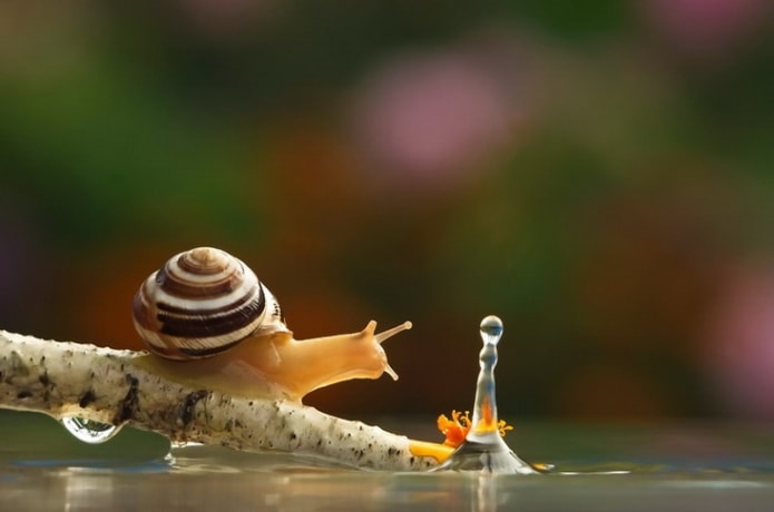 A Magical World Of Insects Photography Book | Indiegogo