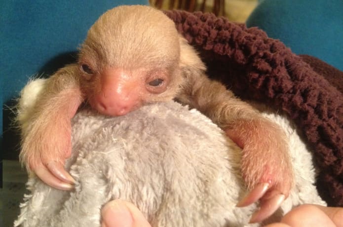 Sloth Deformities - a genetic study | Indiegogo