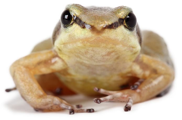 Saving the Quito Rocket Frog | Indiegogo
