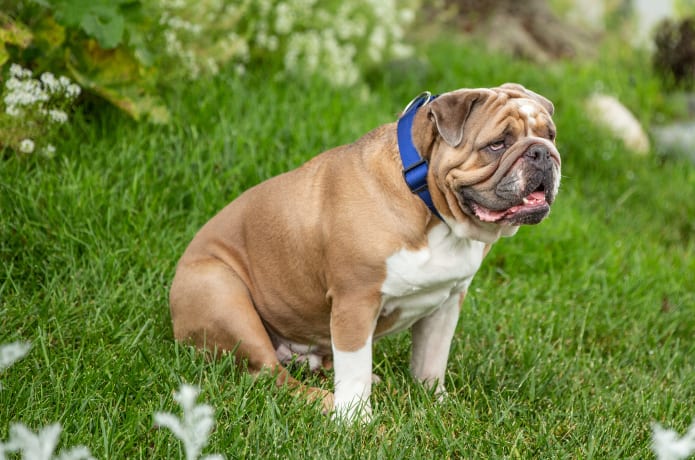 Secret Agent Dingledorf and His Trusty Dog, Splat | Indiegogo