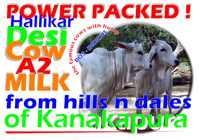 Save Indigenous Breed of ZEBU Cows for a2 Milk | Indiegogo
