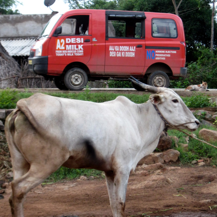 Save Indigenous Breed of ZEBU Cows for a2 Milk | Indiegogo
