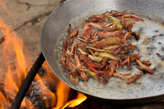 Bugs on the Menu - Theatrical Feature Documentary | Indiegogo