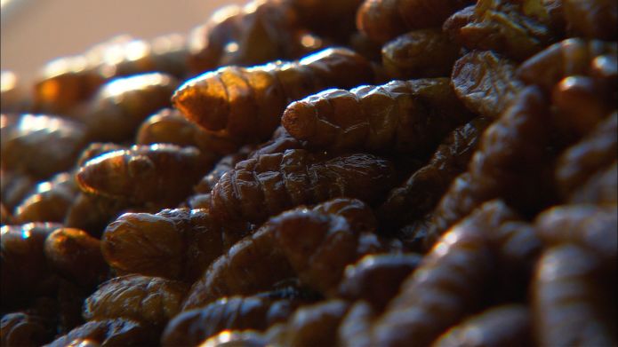 Bugs on the Menu - Theatrical Feature Documentary | Indiegogo