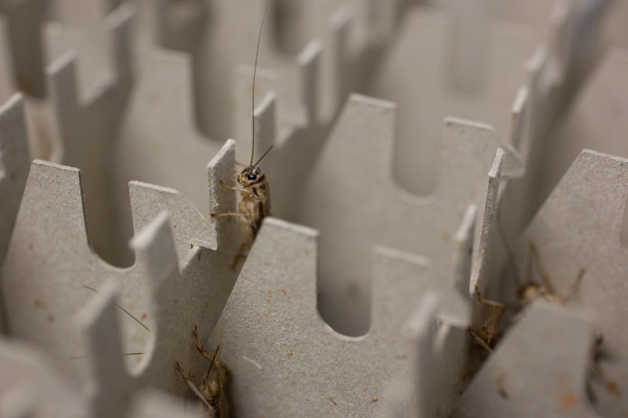 Bugs on the Menu - Theatrical Feature Documentary | Indiegogo