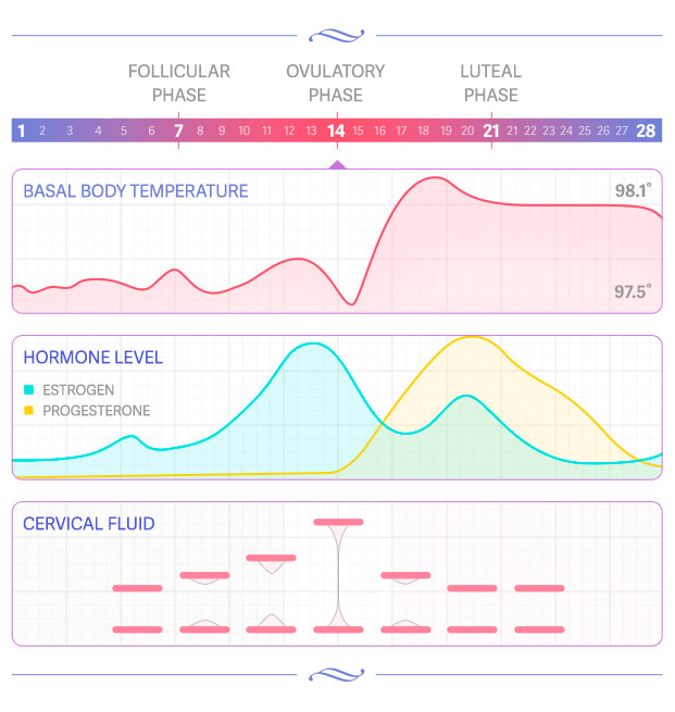 Femometer: Smart Fertility Tracker | Indiegogo