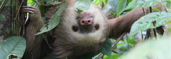 Save Our Sloths | Indiegogo
