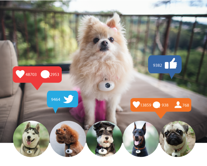 PawsCam - Smart, Wearable Camera for Your Dog | Indiegogo