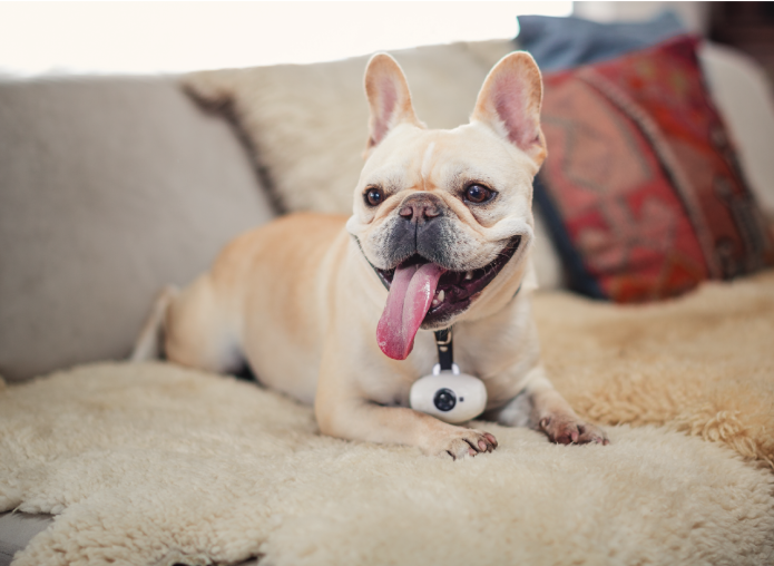 PawsCam - Smart, Wearable Camera for Your Dog | Indiegogo