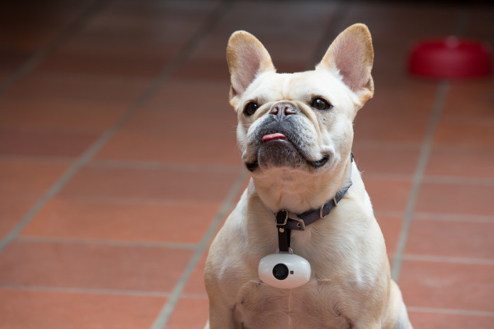 PawsCam - Smart, Wearable Camera for Your Dog | Indiegogo