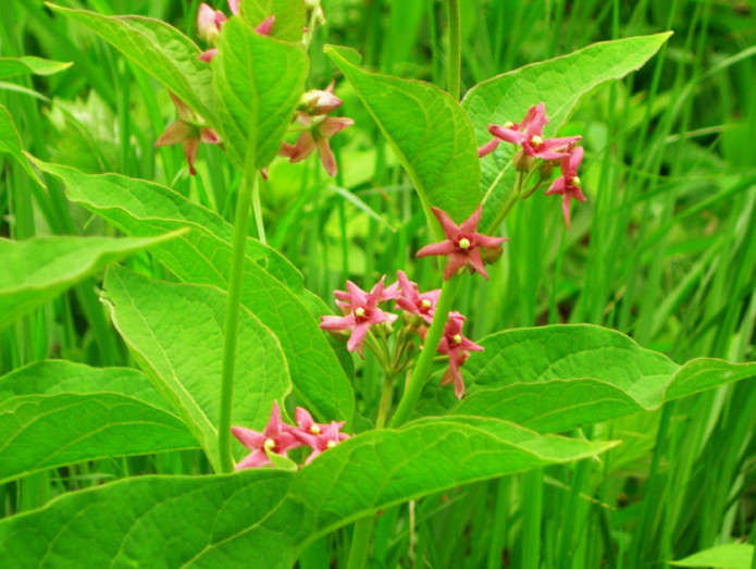 SELF BACK MASK | Indiegogo
