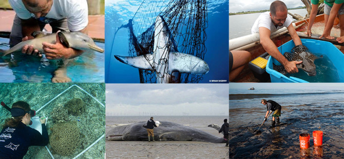 Daniel Dolphin and the Guardians of the Ocean | Indiegogo