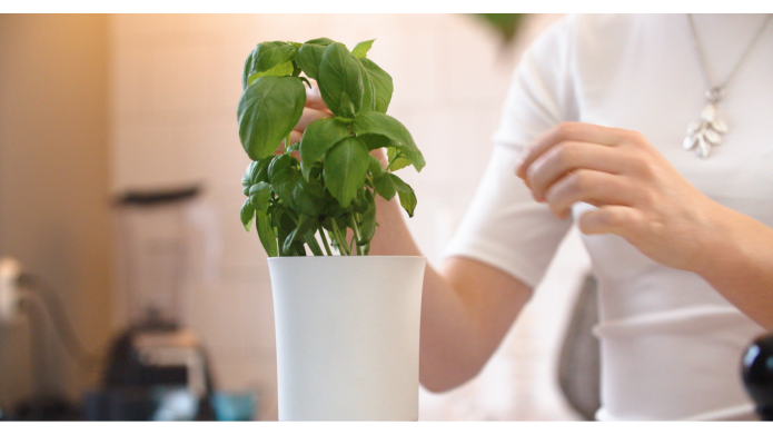 Botanium - Grow Edible Greens. Fast & Effortlessly | Indiegogo