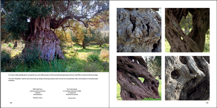 The centuries-old olive trees of Crete | Indiegogo