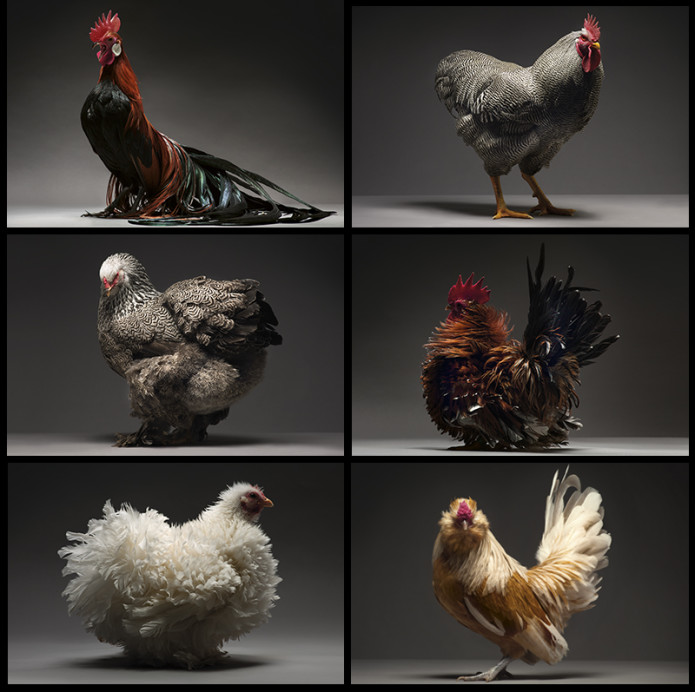 The Most Stunning Chicken Book Photos Ever Made | Indiegogo