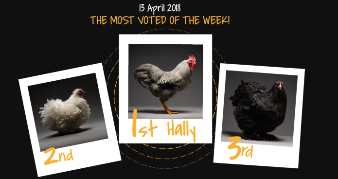 The Most Stunning Chicken Book Photos Ever Made | Indiegogo