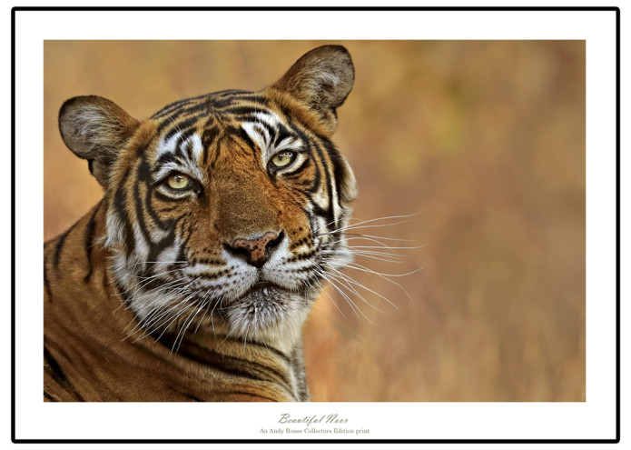 The Best Tiger Book ever made | Indiegogo