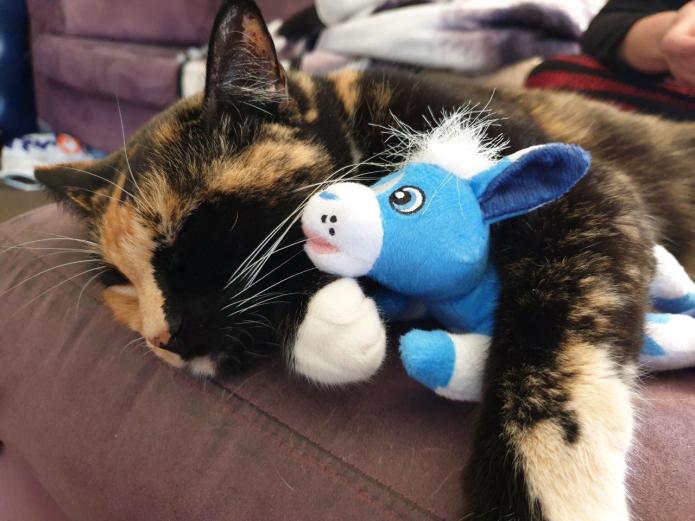 Pocari Roo Saves the Kitties | Indiegogo