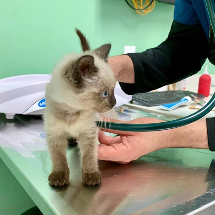 Pocari Roo Saves the Kitties | Indiegogo