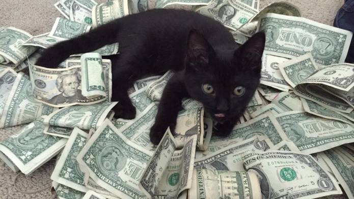 Pocari Roo Saves the Kitties | Indiegogo