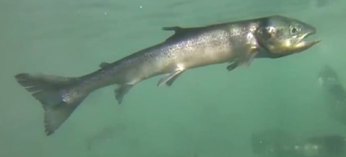 Going Viral to save Wild Salmon | Indiegogo