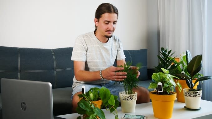 greensens: Smart Houseplant Sensor | Indiegogo