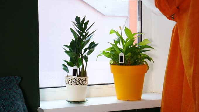greensens: Smart Houseplant Sensor | Indiegogo