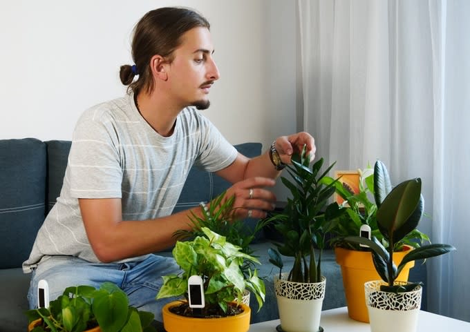 greensens: Smart Houseplant Sensor | Indiegogo