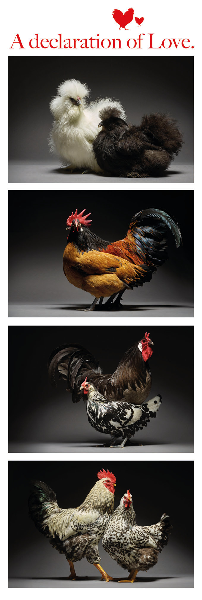 CHICken in Love | Indiegogo