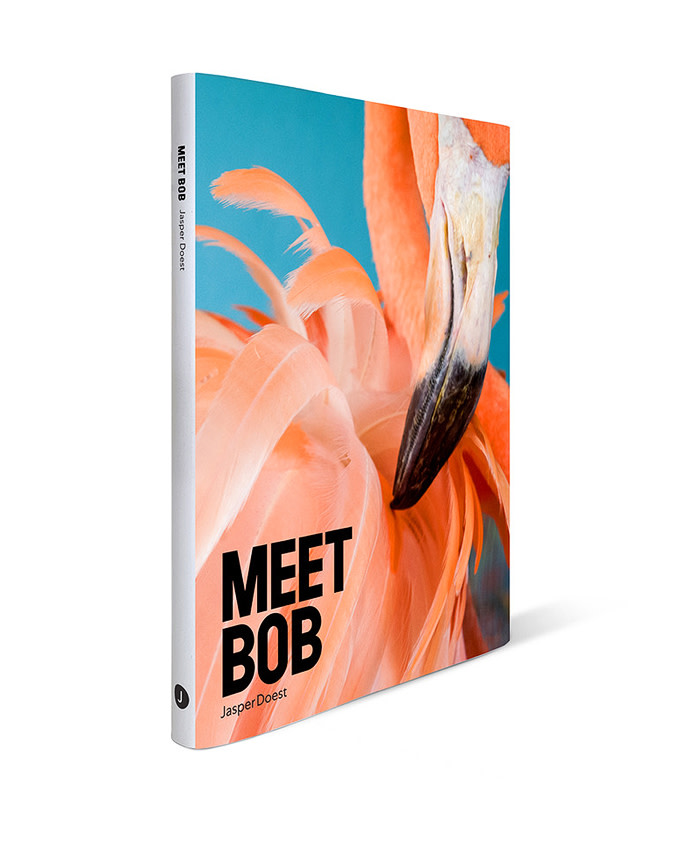 MEET BOB | Indiegogo