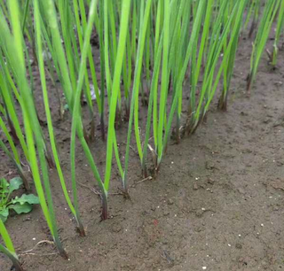 Easy Grow Food - Seed Rope & Bionoc | Indiegogo