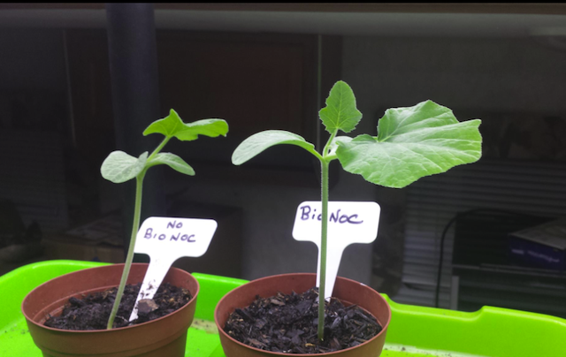 Easy Grow Food - Seed Rope & Bionoc | Indiegogo