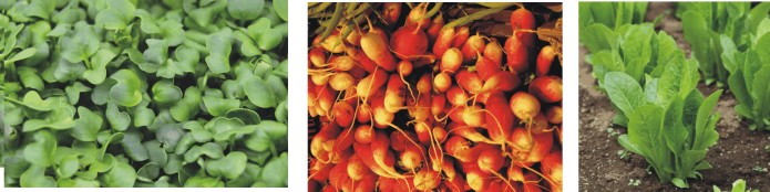 Easy Grow Food - Seed Rope & Bionoc | Indiegogo