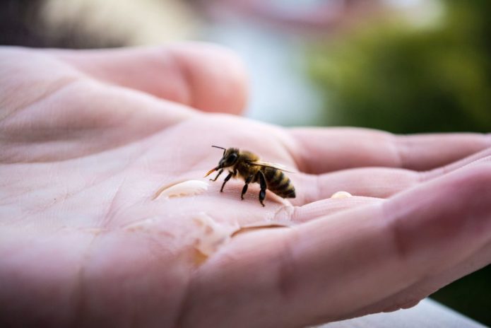 Revive a Bee - Help Save Tired Thirsty Bees | Indiegogo